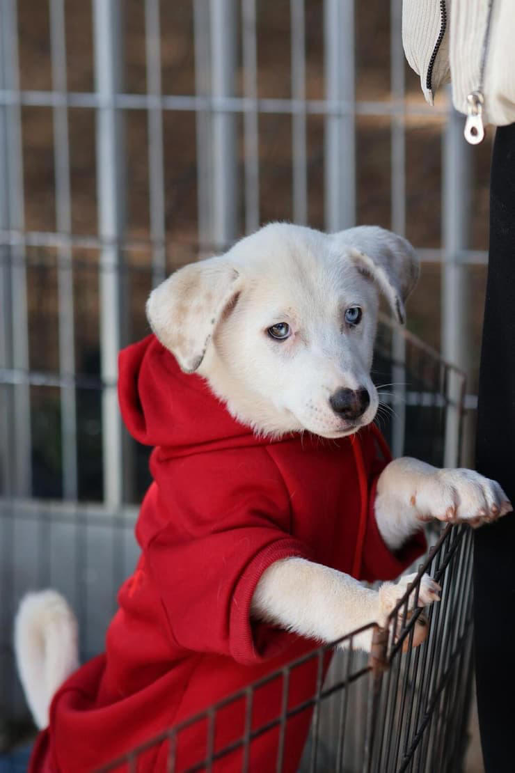 קר שם בחוץ: כלבים וחתולים מחפשים בית חם