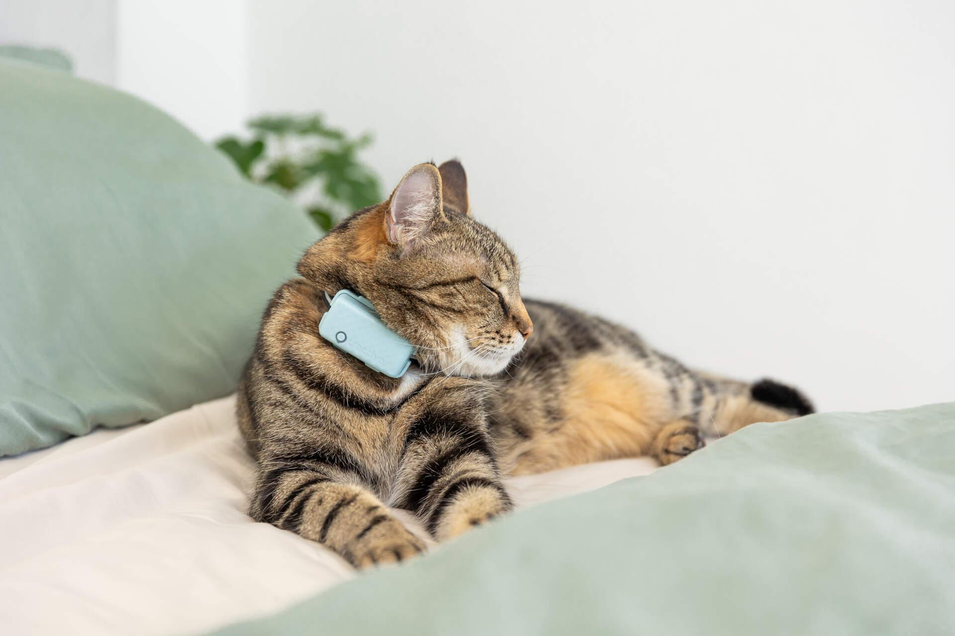 Posiciones al dormir de los gatos y qué significa cada una