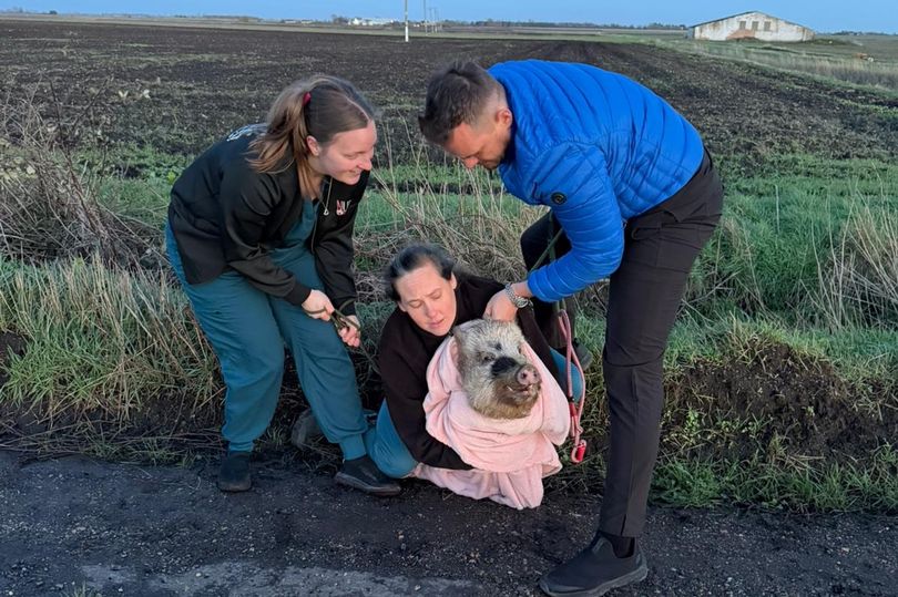 Three 'scared' pigs found abandoned in Cambridgeshire field