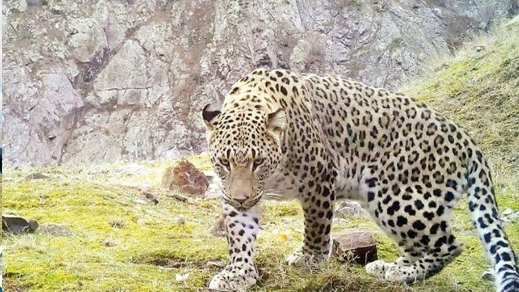 Anadolu parsına zarar verme cezası 45 milyon TL