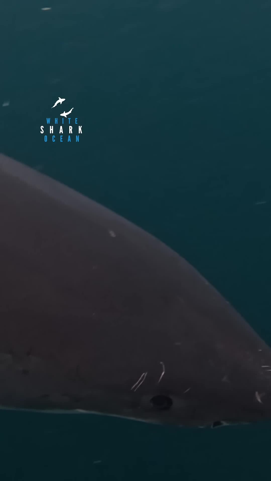 Pilot fish desperately stick to great white shark