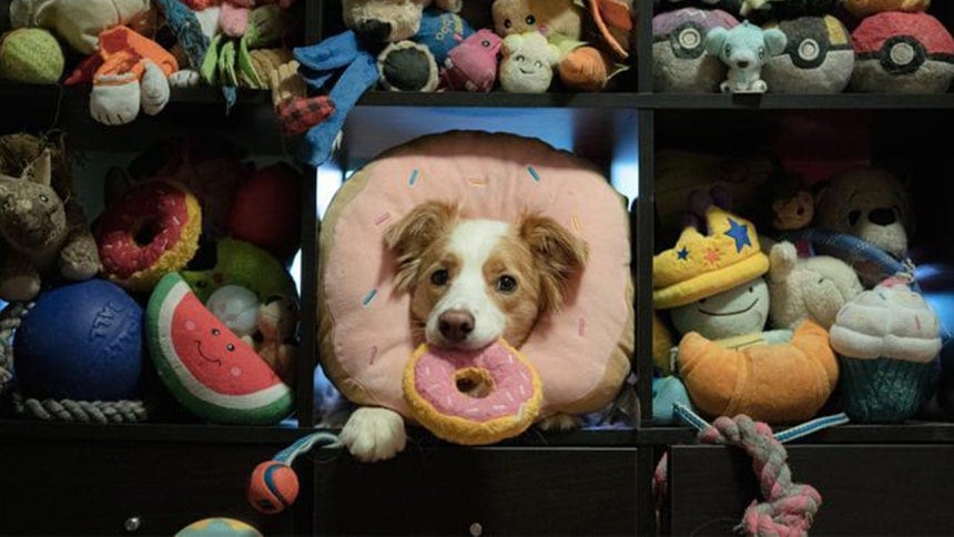 Dogs learn toy names by eavesdropping