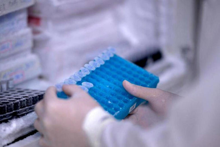 Scoperto il virus gigante Ushikuvirus, lo studio: "Può darci indizi su ...