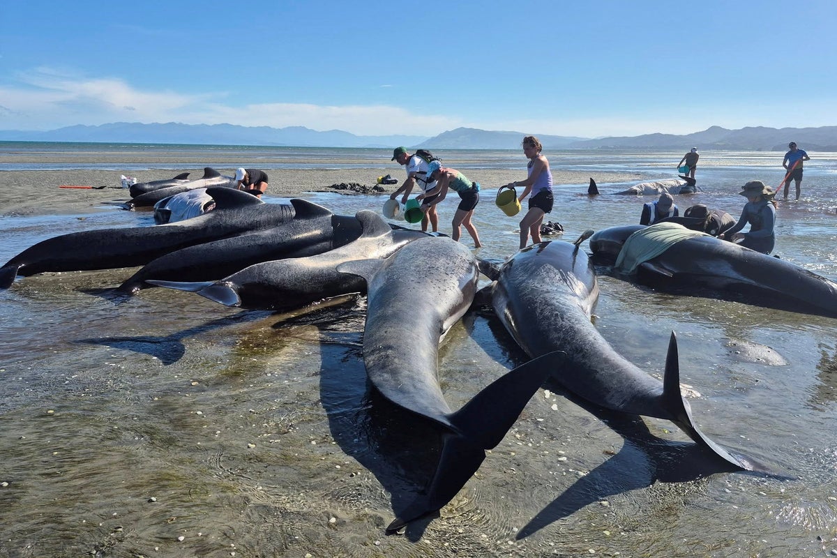 Volunteers race to save 15 whales after mass stranding in New Zealand
