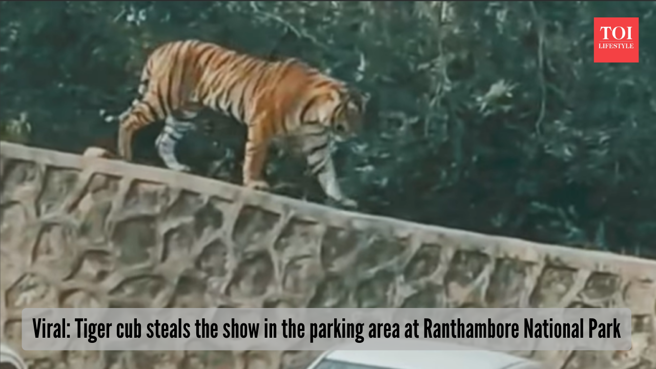 Ranthambore National Park: Tiger cub steals the show in the parking ...