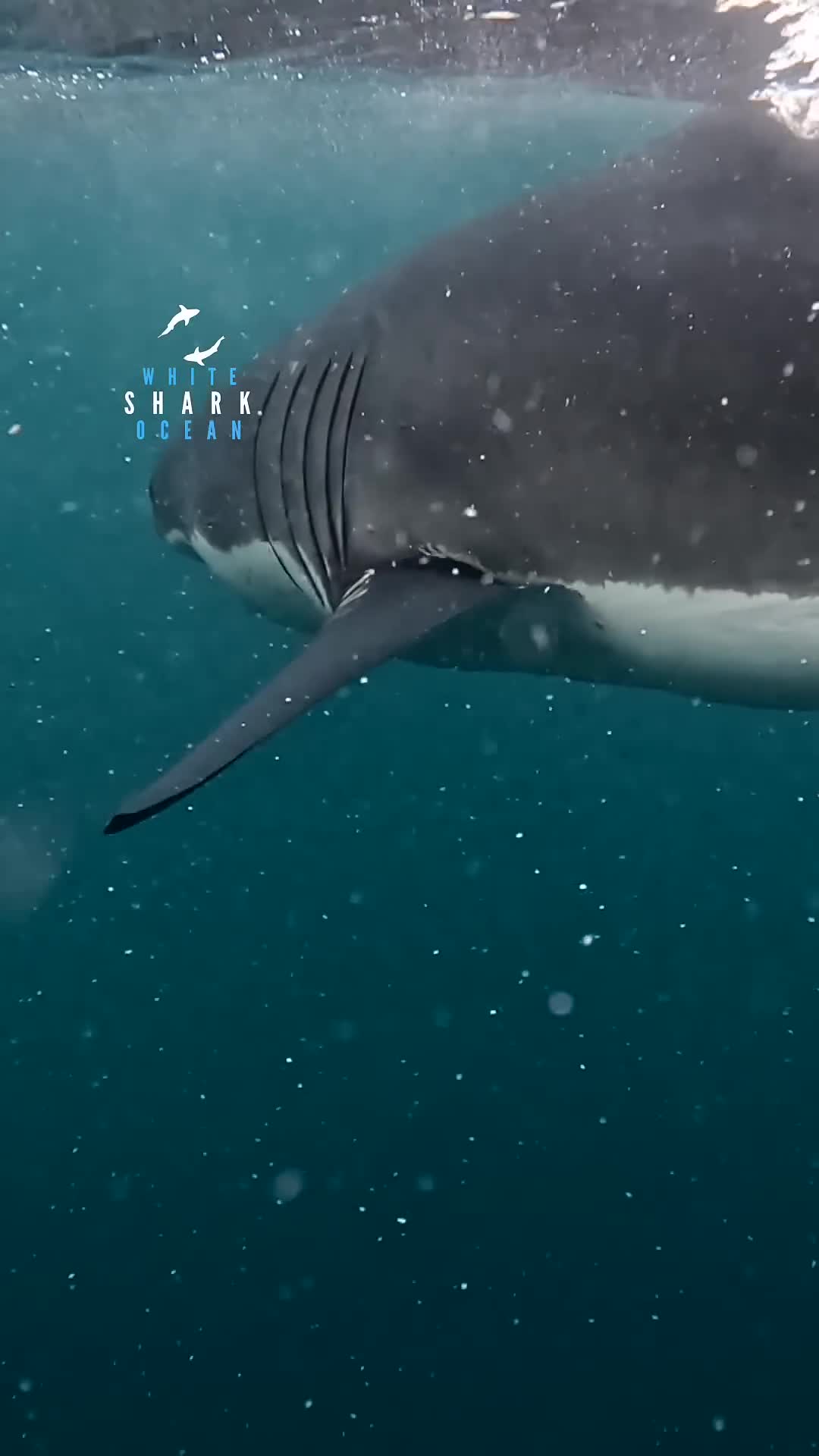 Curious great white shark just below the surface