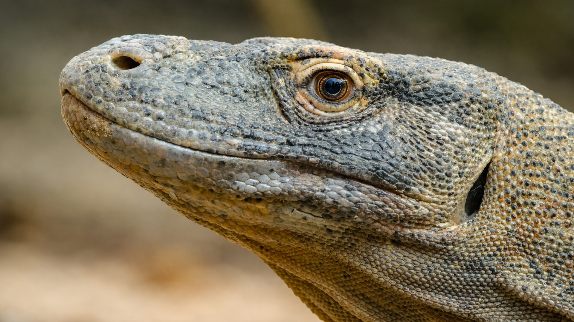 This Komodo dragon just stared at me