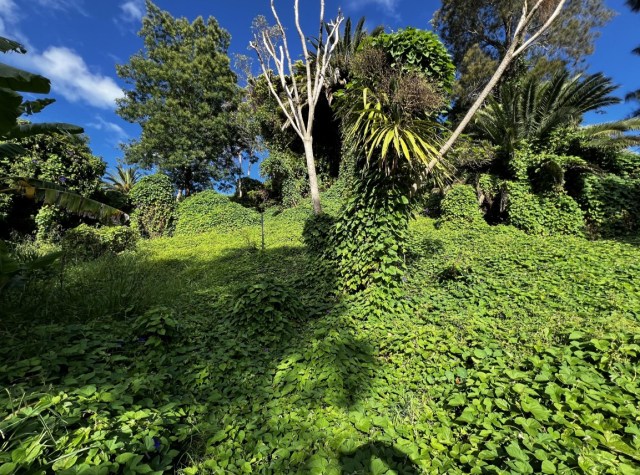 Homeowner shares photo of seemingly unstoppable threat in garden: 'Gone ...