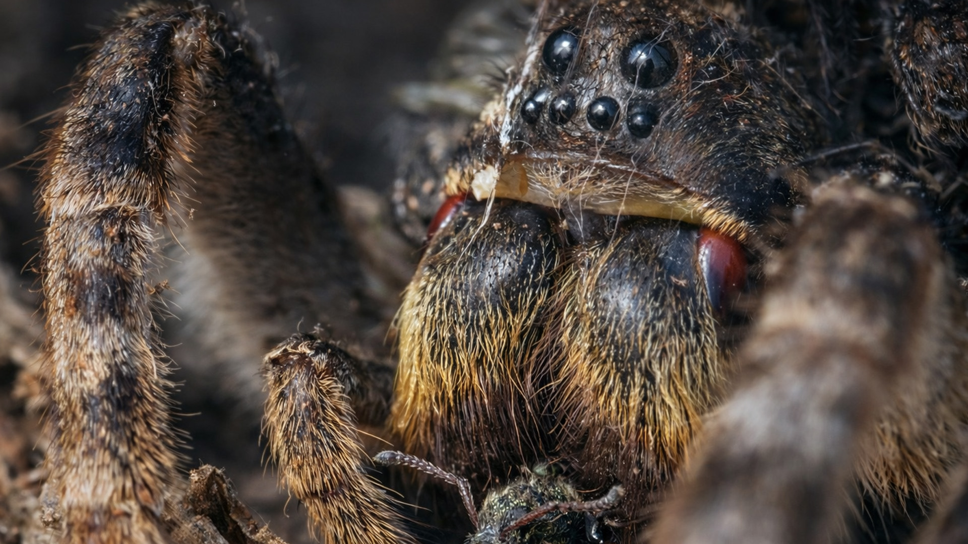 Up close with a tarantula and its prey