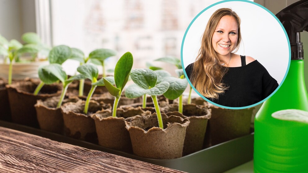 Darum ziehe ich in diesem Januar noch keine Pflanzen vor