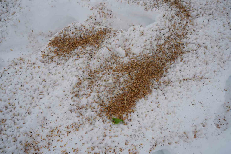 Muş’ta yaban hayvanları için doğaya yem bırakıldı