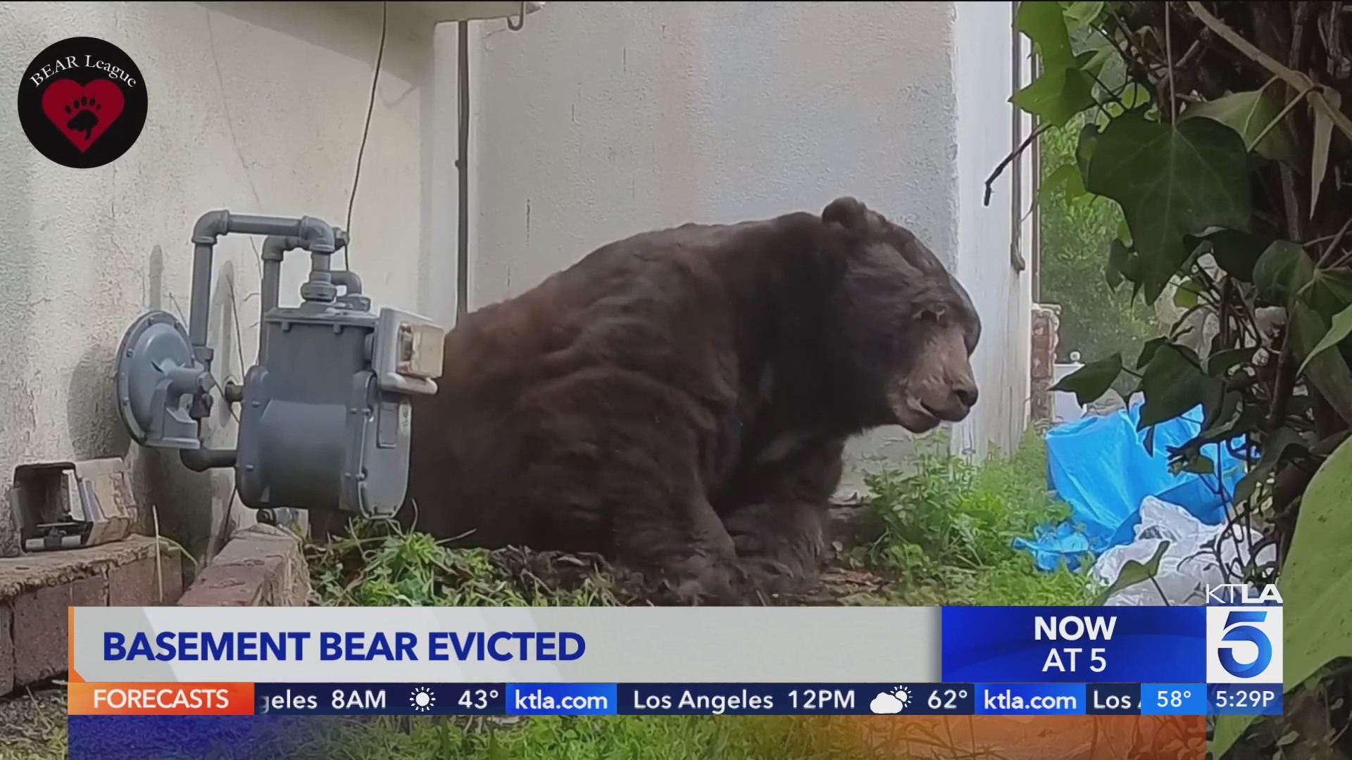 Enormous black bear finally evicted from Altadena home