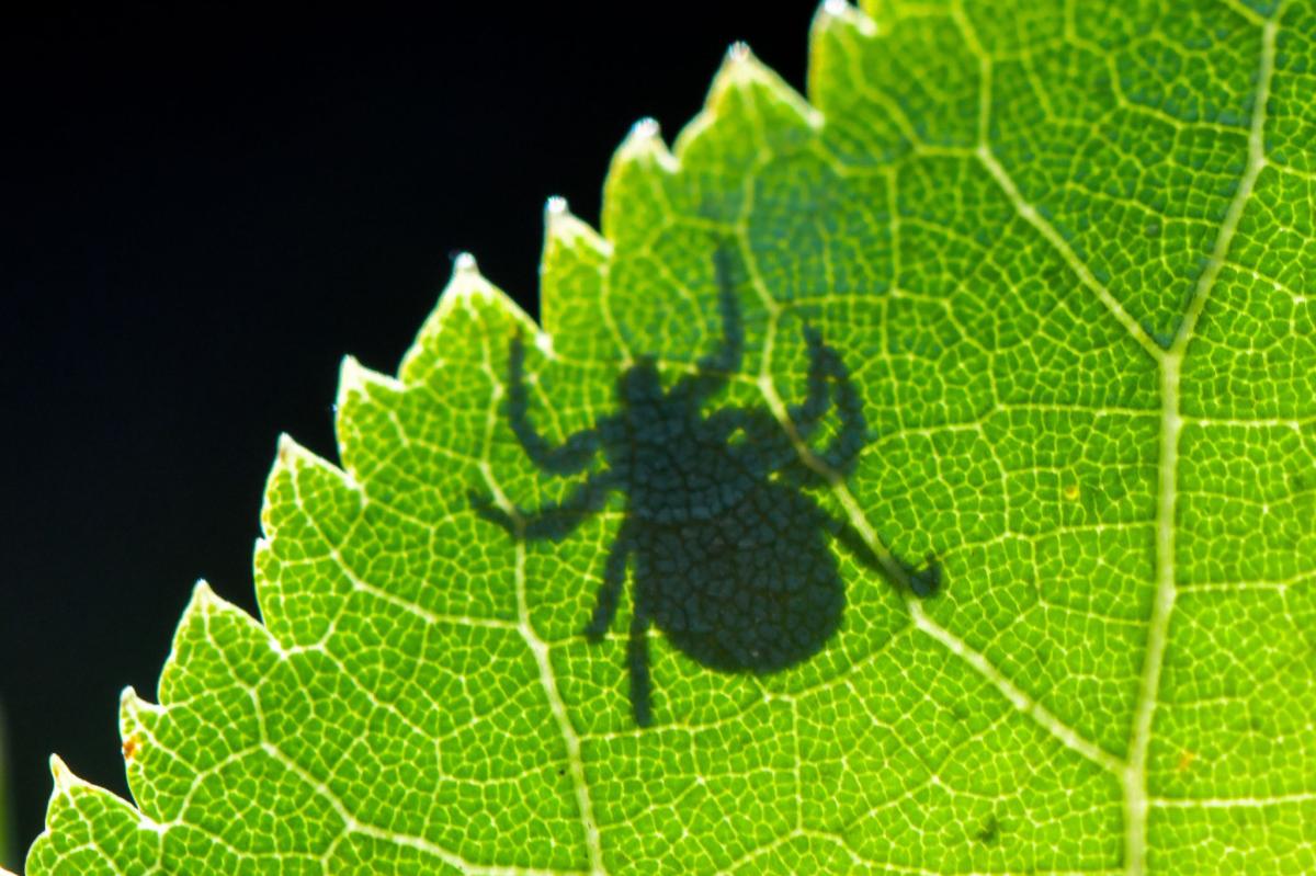 Hoffnung im Kampf gegen Zeckenstiche: Wird es eine Borreliose-Impfung ...