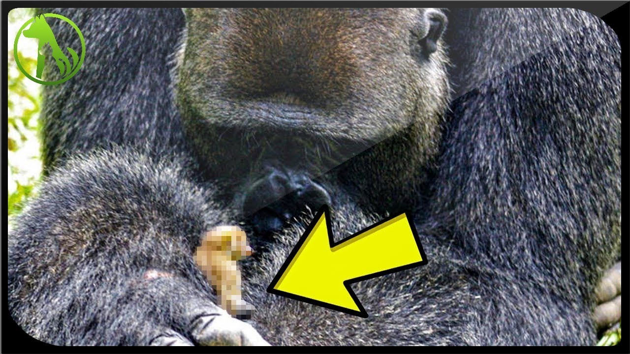 Gorilla refuses to let others near, then staff looked at his hands