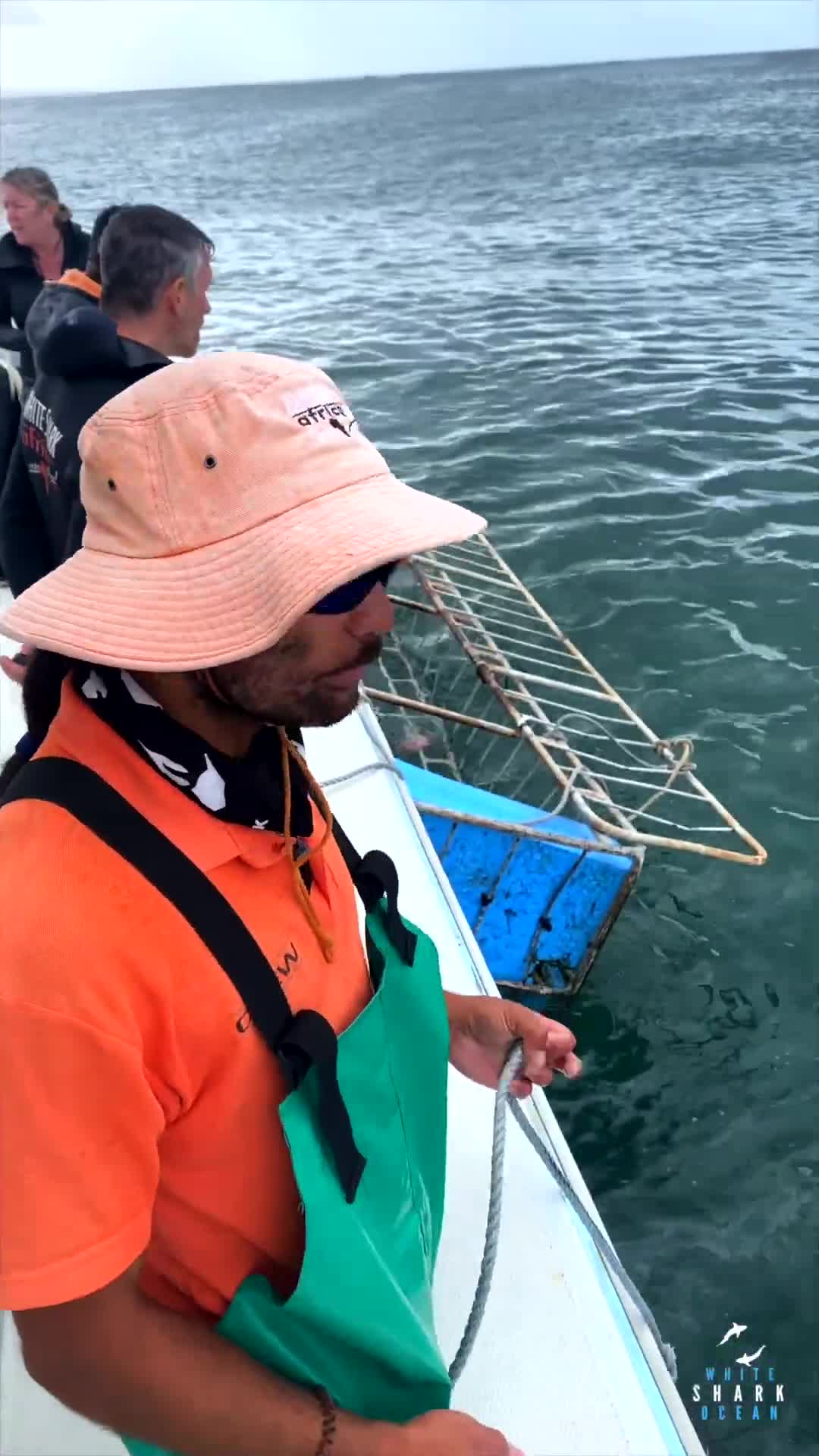 Great white shark activity in Mossel Bay: Update as of April 11th