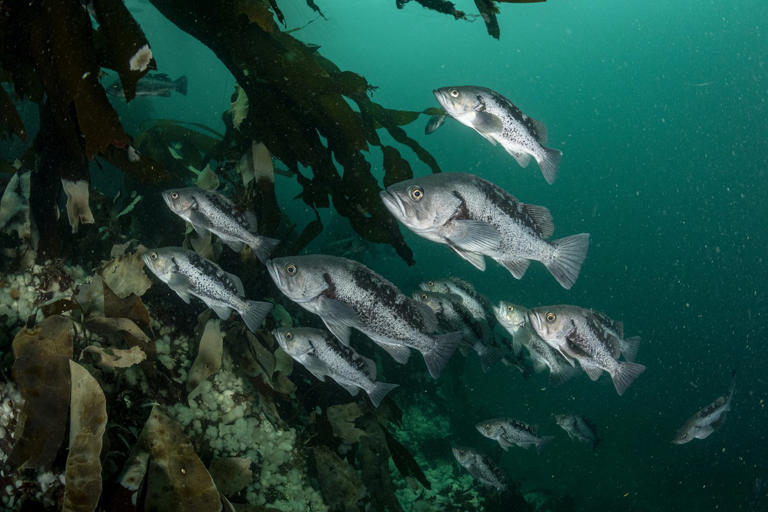 Knock, knock, who's there? BC biologists identify unique sounds of 8 ...