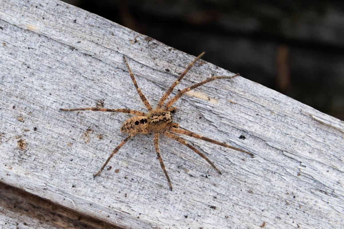 Nosferatu-Spinne im Haus: So müssen Sie handeln