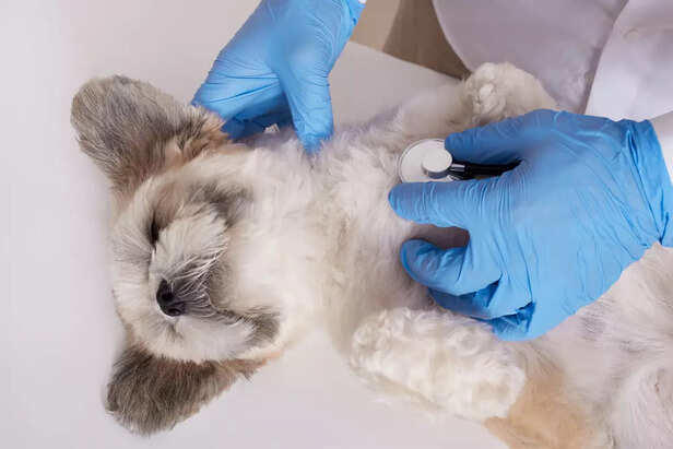Are vaccines making pets sick? What owners overlook