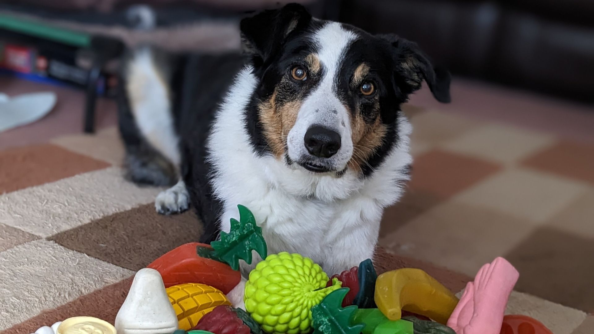 Gifted dogs can learn object names by eavesdropping on human conversations