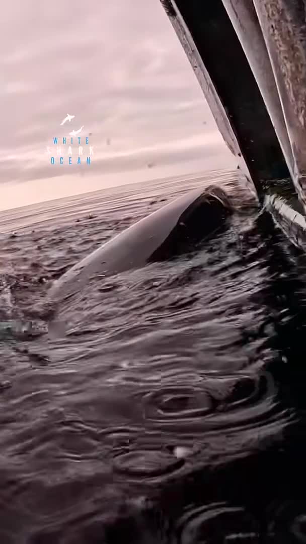 Great white shark eye roll and boat bump