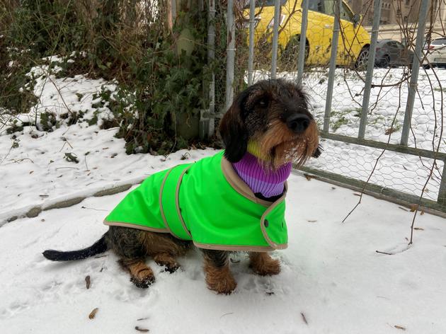 Kälteeinbruch am Wochenende: So schützen Sie Haustiere, Pflanzen und ...
