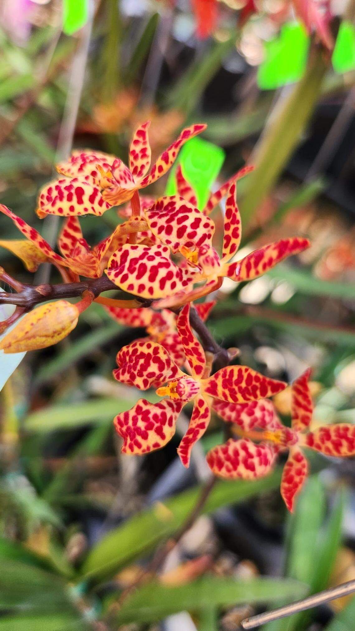 Orchids, glow golf, pub fare: Your list of Pembroke Pines events for ...