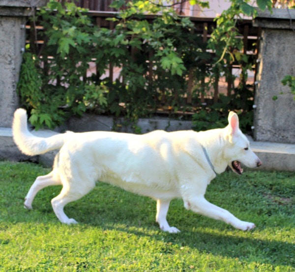 Tapeworm and other gross things that affect your dog