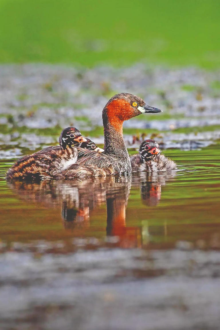 Swap urban hustle for the zen of bird photography