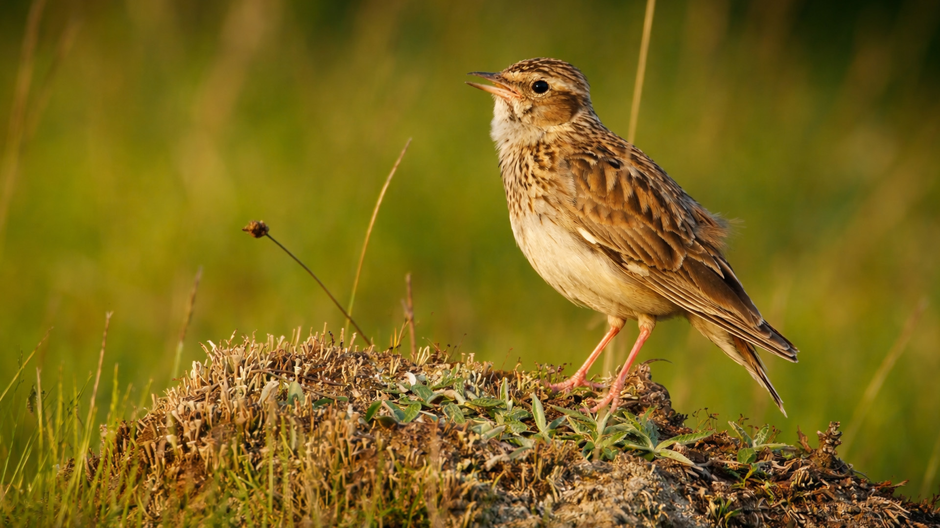 Spotted this beautiful bird in the meadow