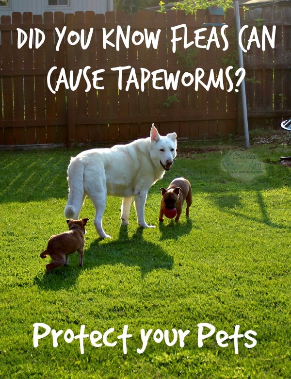 Tapeworm and other gross things that affect your dog