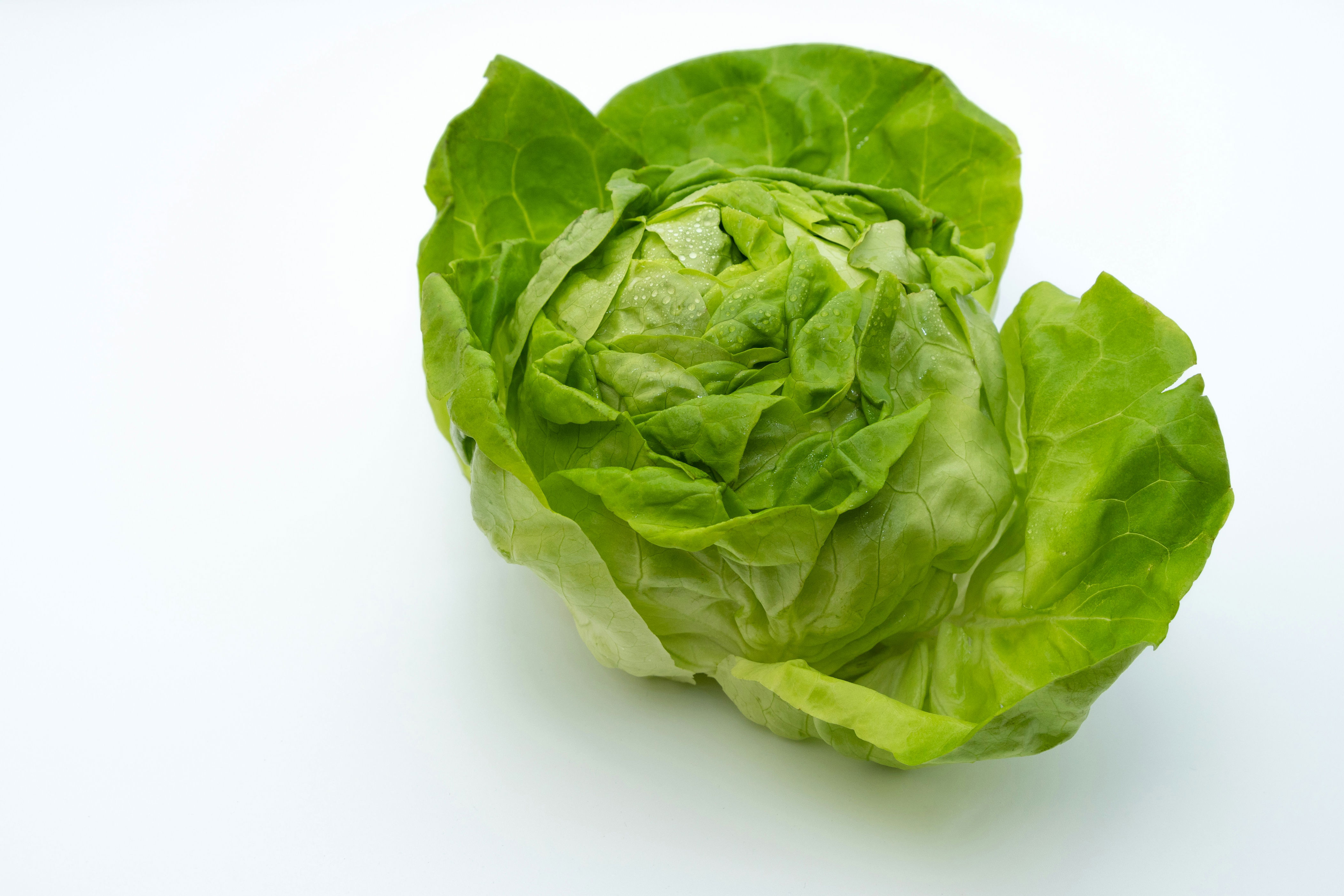 6 signs the grocery store lettuce has bugs
