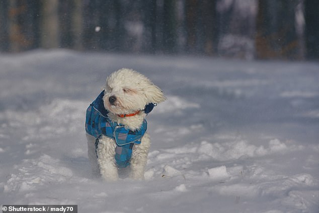 Vets reveal the telltale signs your pet is too cold - including sneezing