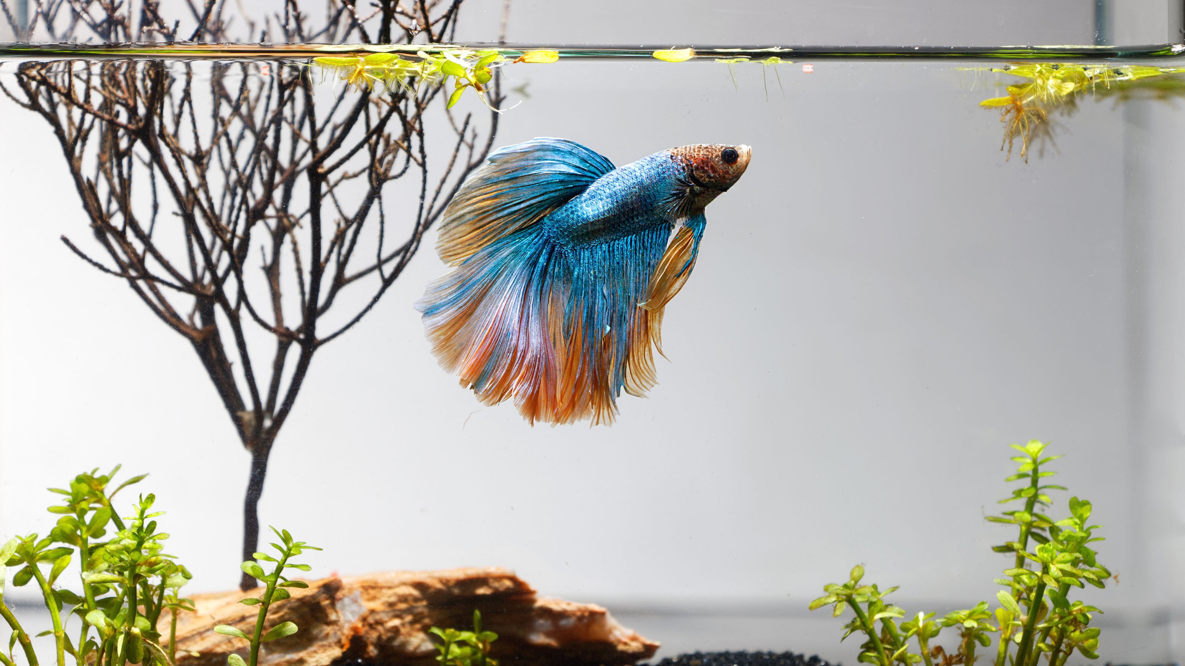 Do betta fish make good pets for kids?