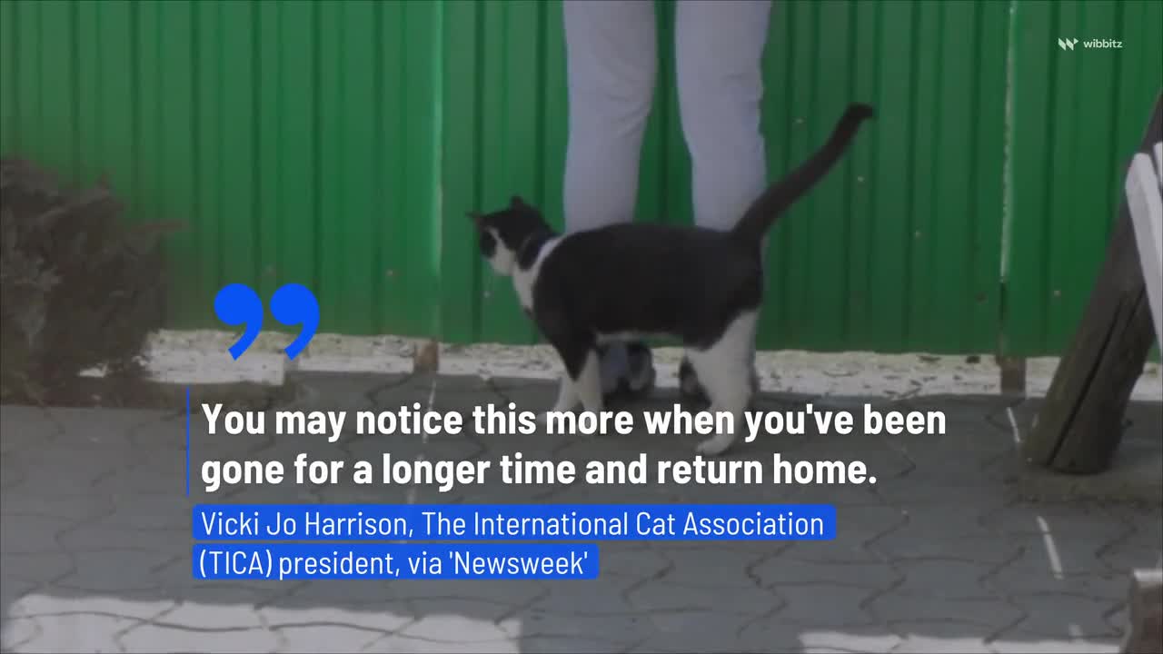 Experts explain why cats rub against their owners