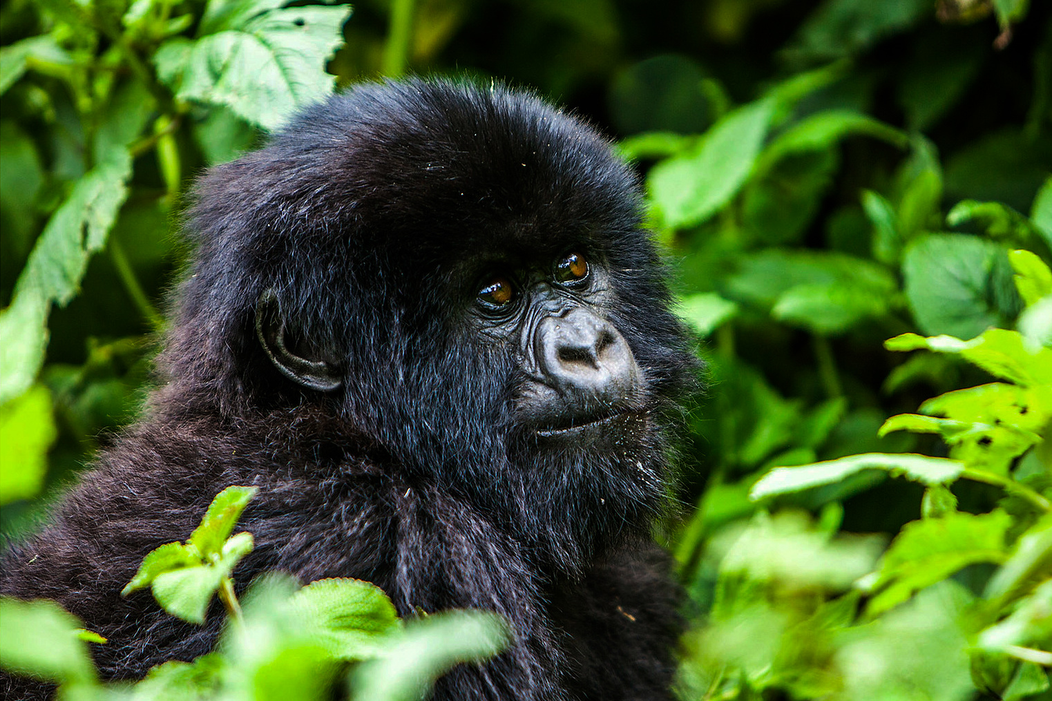 Birth of rare mountain gorilla twins recorded in Congo park
