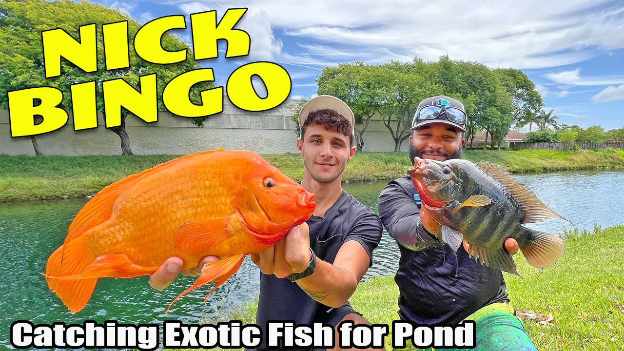 Nick Bingo catches exotic fish for his pond