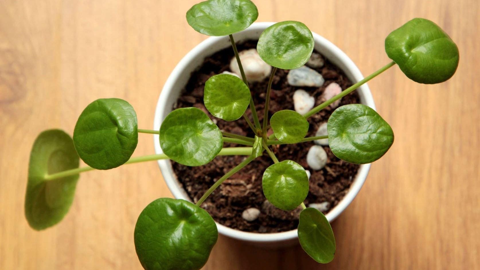 10 houseplants almost impossible to kill