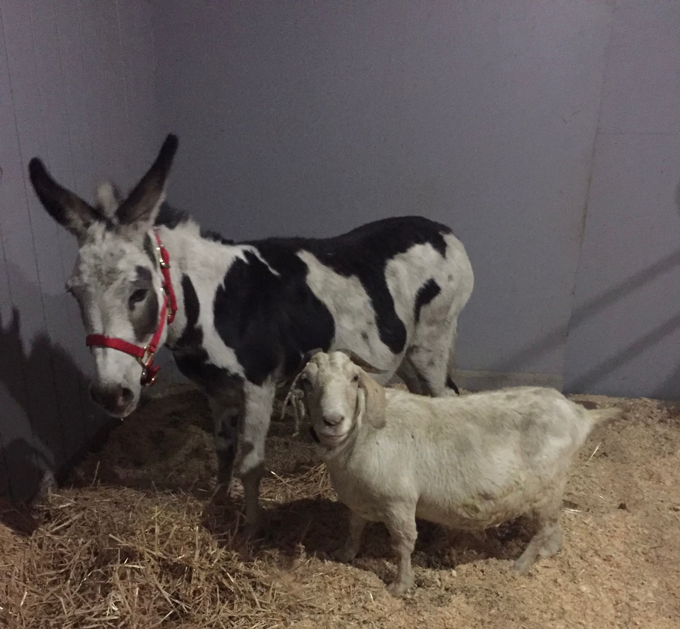 Five-time Donkey Derby winner “Poppy” goes to greener pastures