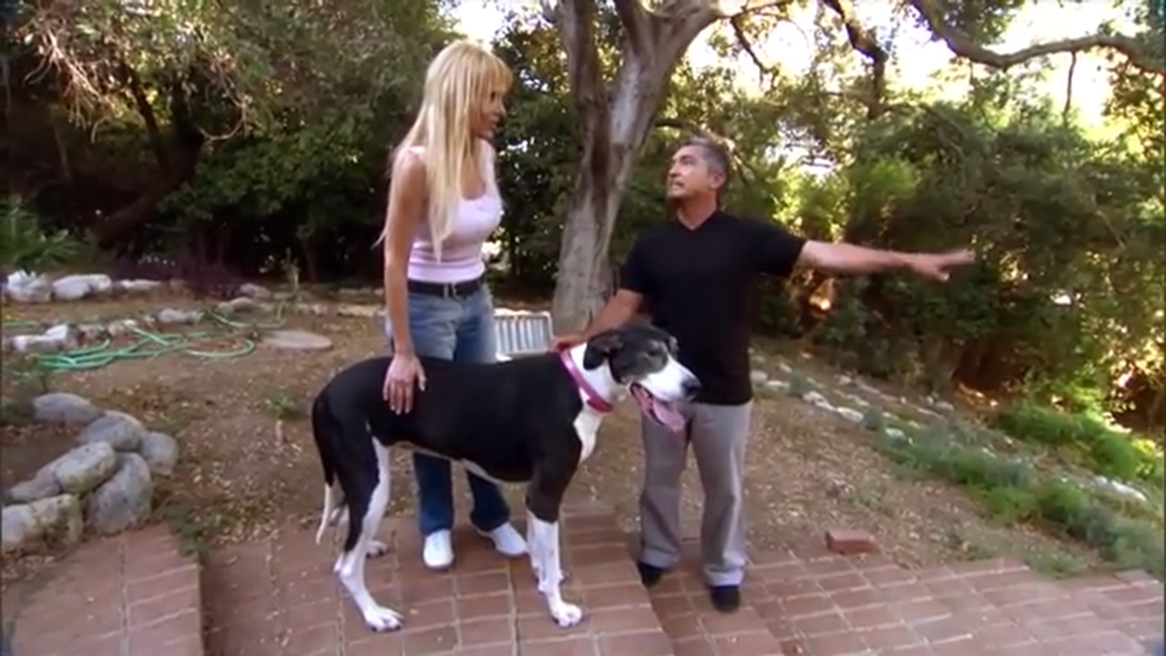 Massive Great Dane uses his size to bully everyone | Dog Whisperer with ...