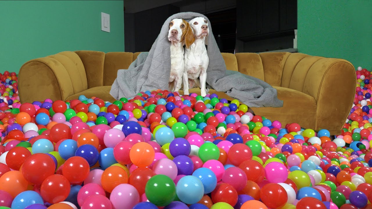 Dogs wake up to room full of colorful plastic balls