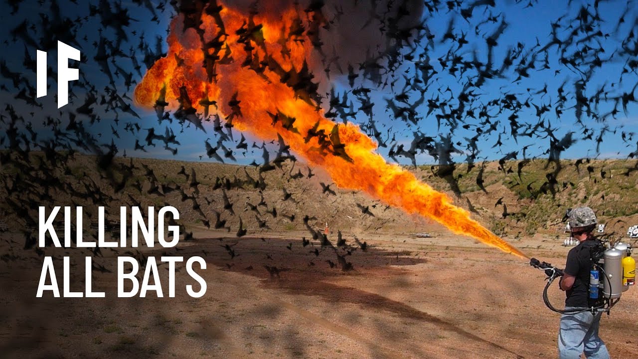 Suppose all bats disappeared and ecosystems collapsed