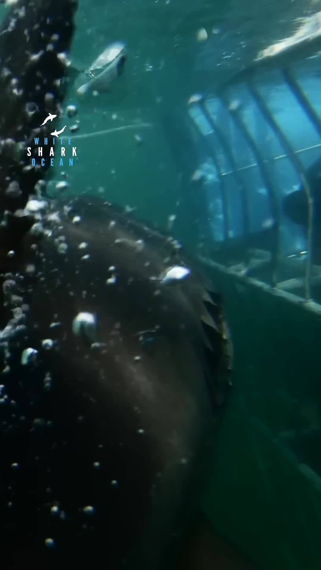 Great white shark and diver have a moment