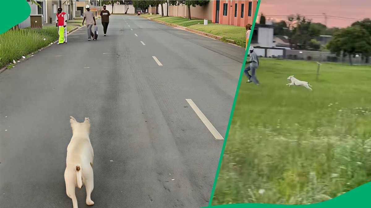 Viral dog chase: South Africa jokes about dog's antics