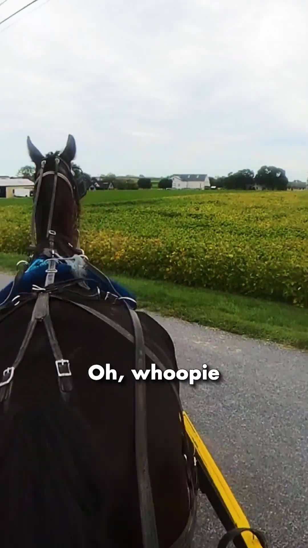 Two Brits try Amish whoopie pie for the first time!