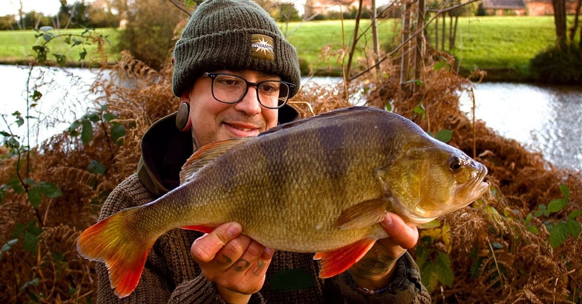 Angler turns to prawns to bank superb perch