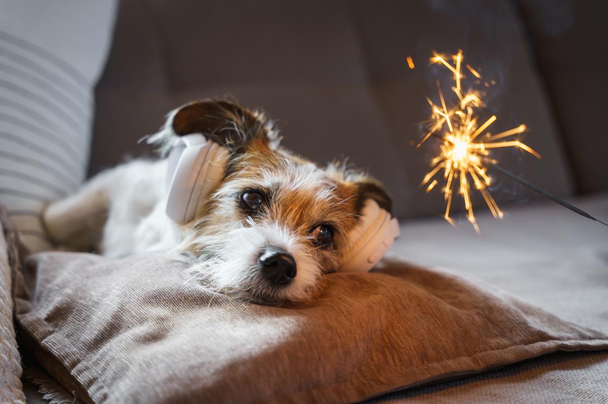 Ängstliche Hunde an Silvester: Tipps zur Vorbereitung für Hundebesitzer