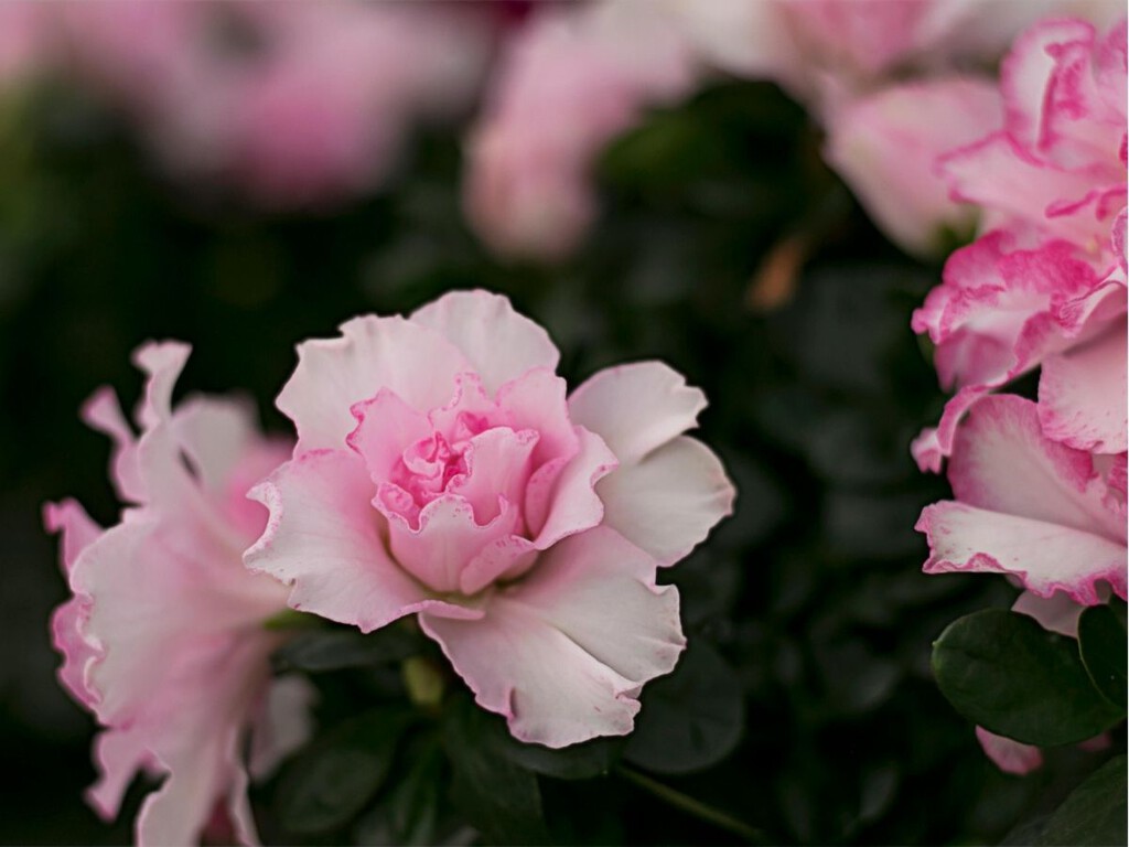 Estos son los cuidados básicos para que tus azaleas estallen en flores ...