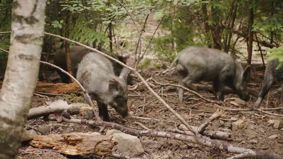 Why Canada’s wildlife is under pressure from invasive species
