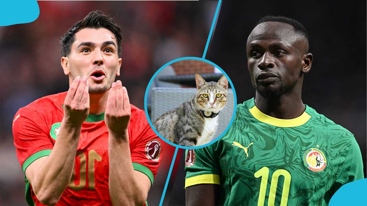 Perfect track record: Viral cat predicts AFCON quarter-finals outcomes ...