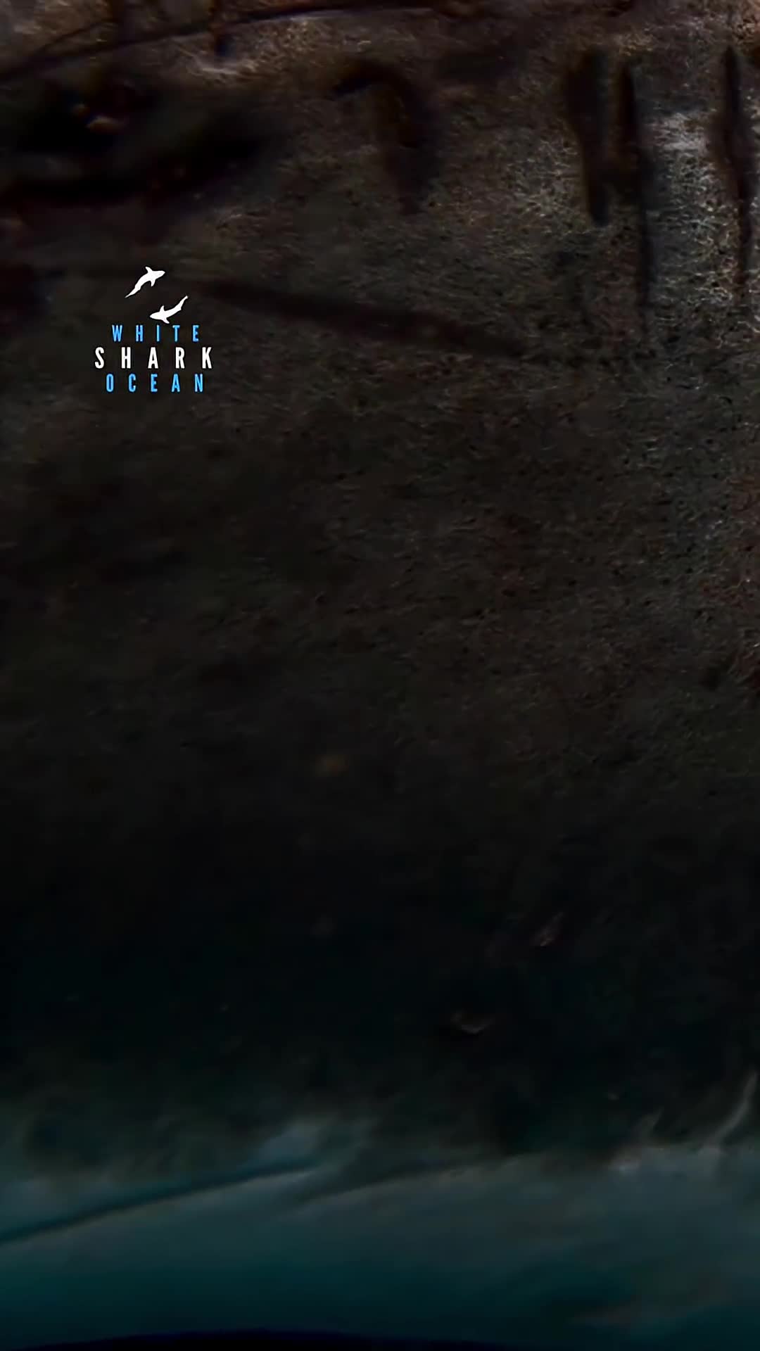 Big great white right in the lens